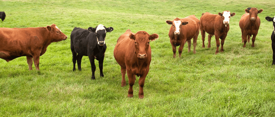 Where’s the Beef (Processors)? | NFU-O National Farmers Union of Ontario