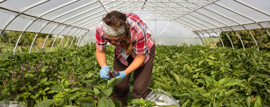 Cultivating Best Human Resource Practices on Small and Mid-Scale Farms ...